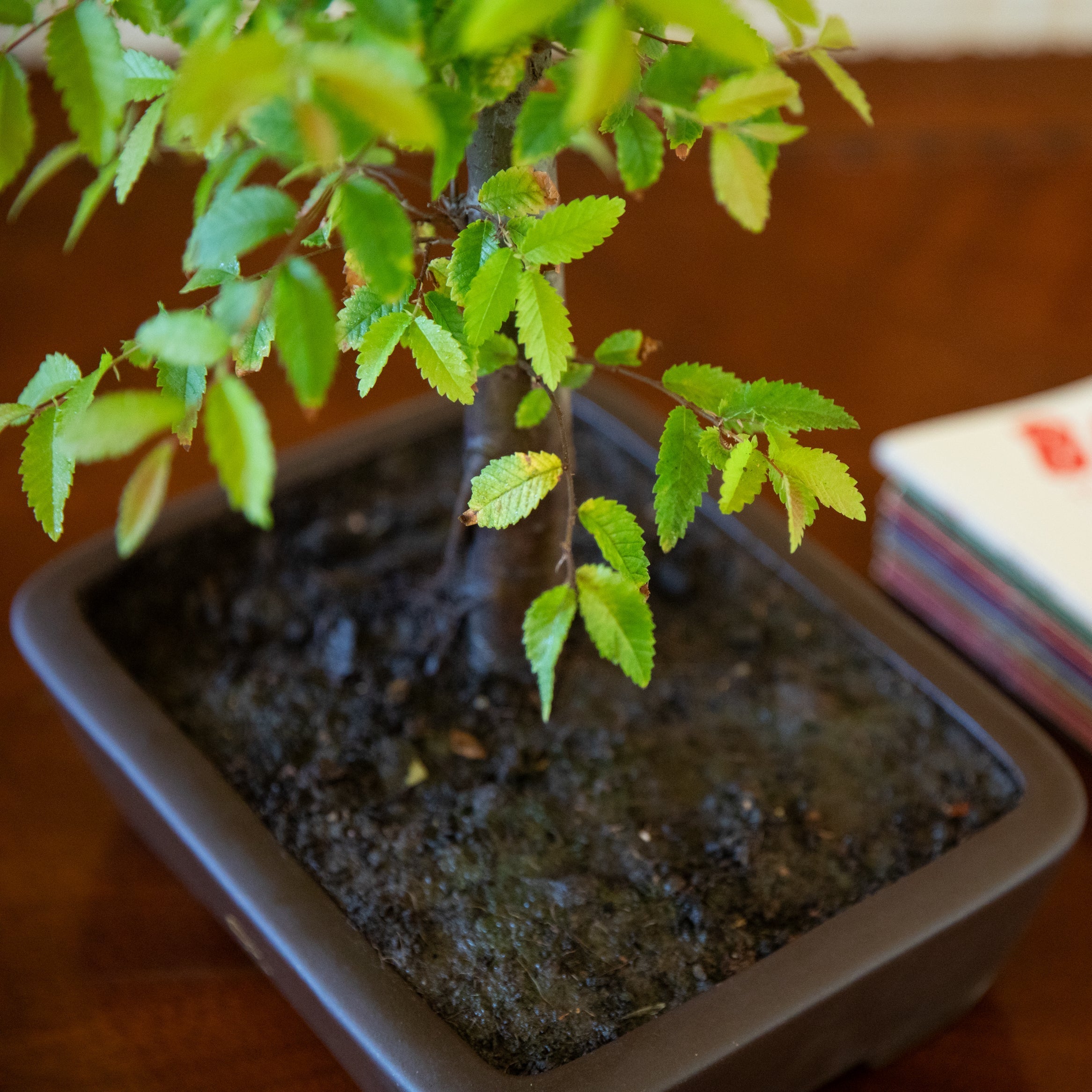 Best Sellers | Shop Now – Bonsai Heirloom