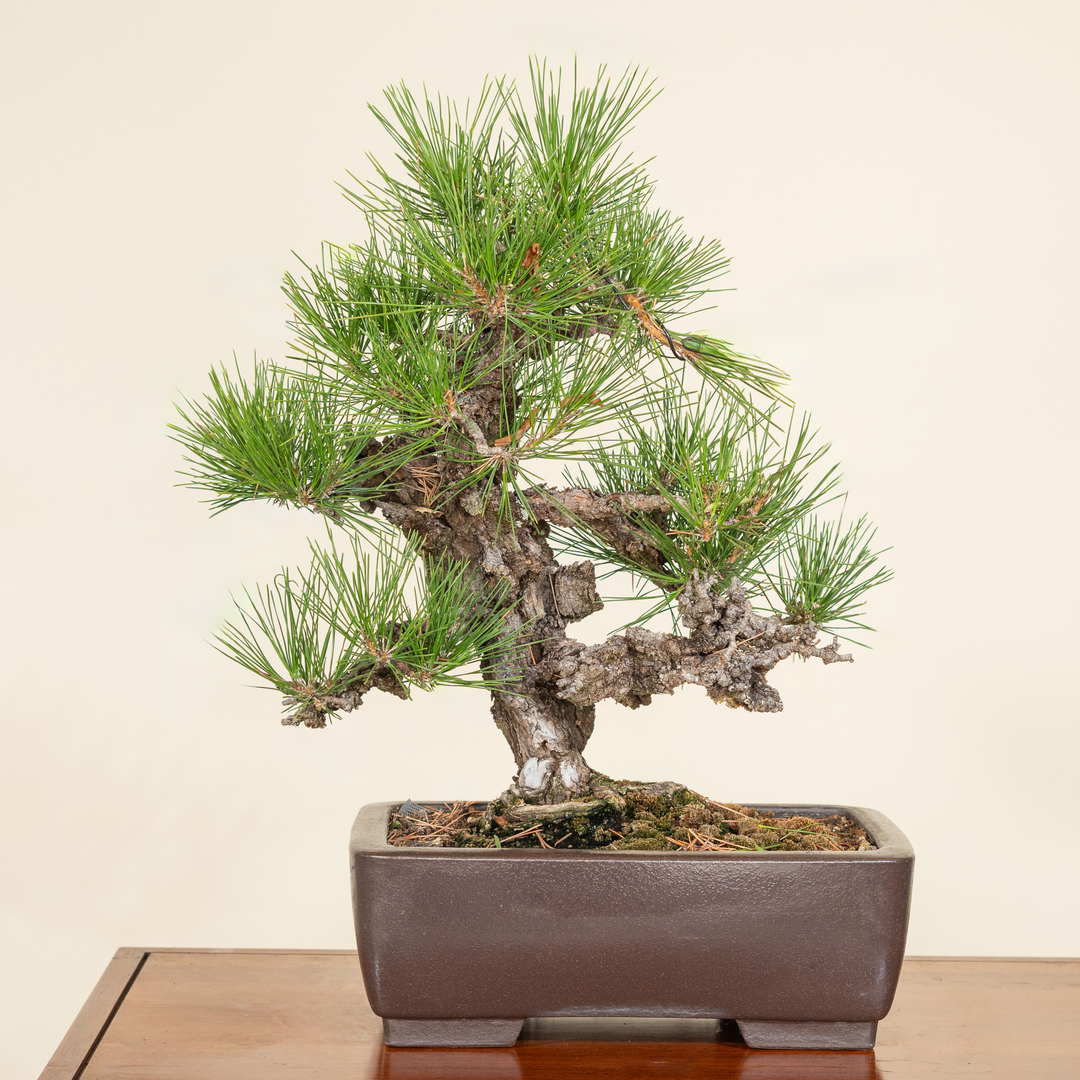 Gallery – Bonsai Heirloom